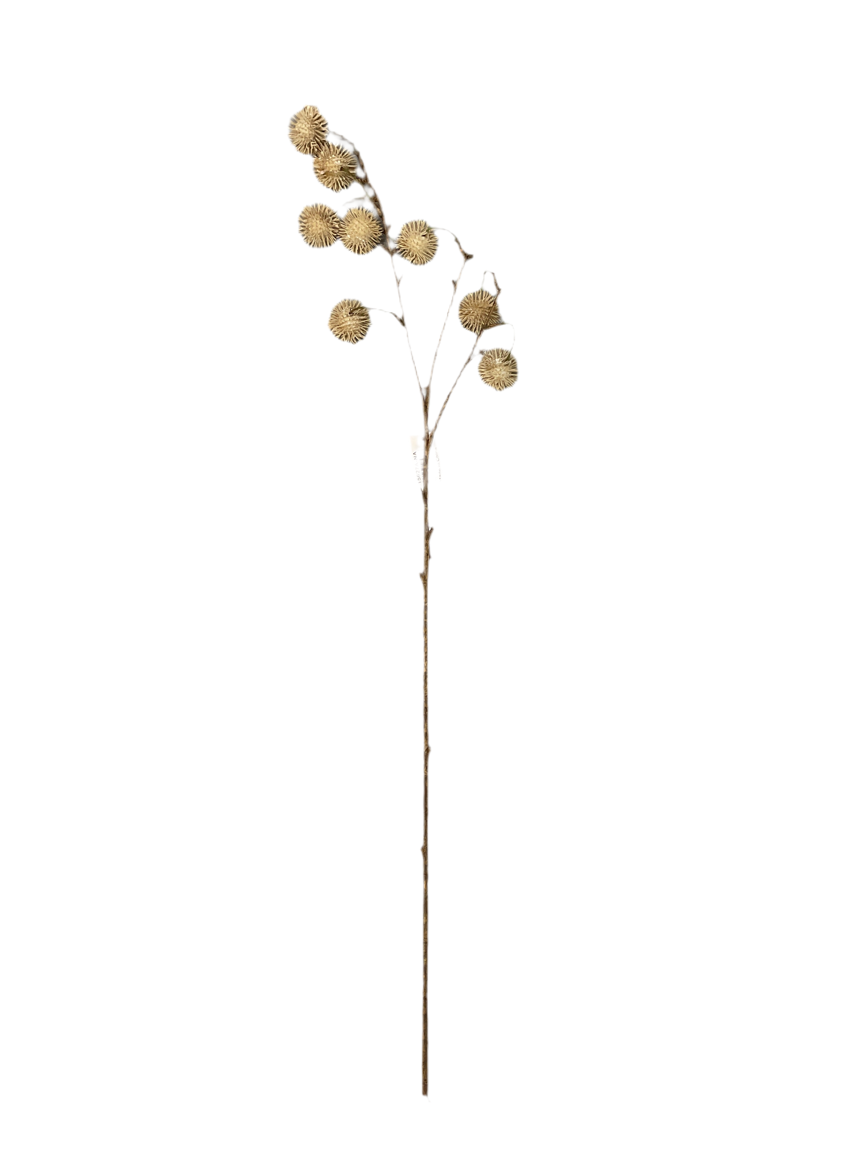 Sycamore Stem – Cedar Grove Farms